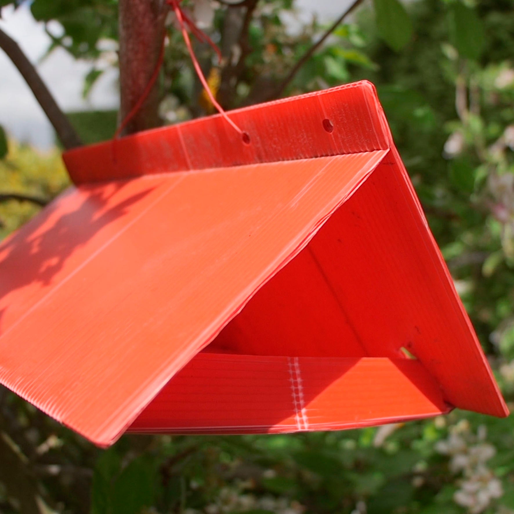 Codling Moth Trap – Vasili's Garden