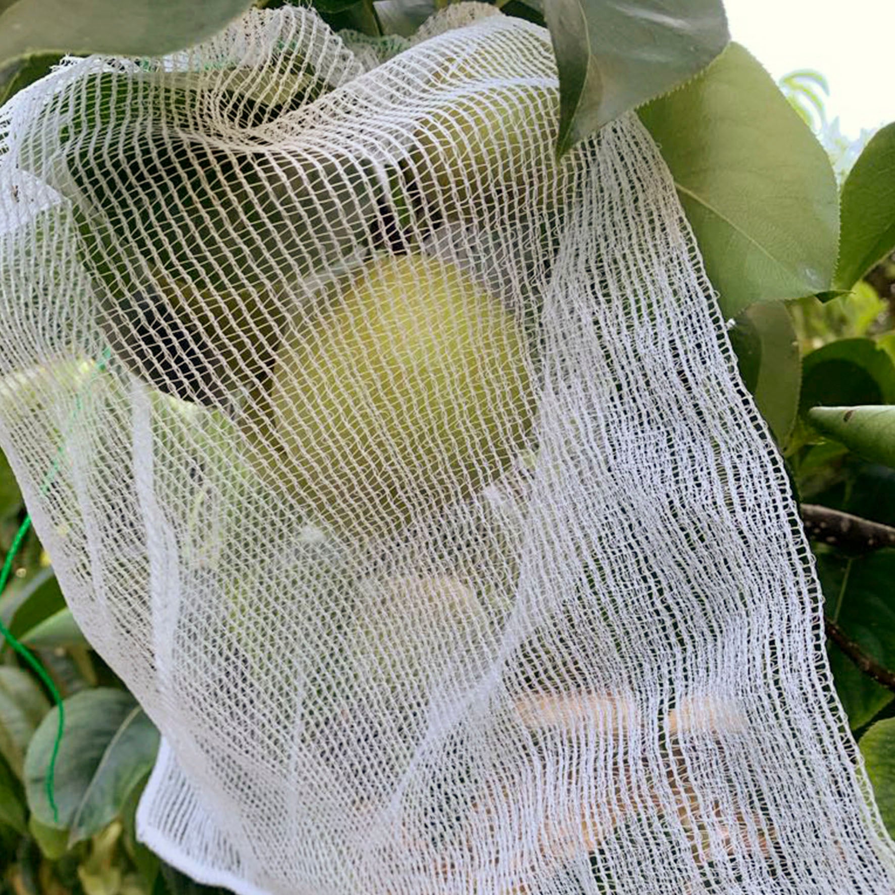 Fruit Protection Bags LARGE 30cm x 30cm – Vasili's Garden