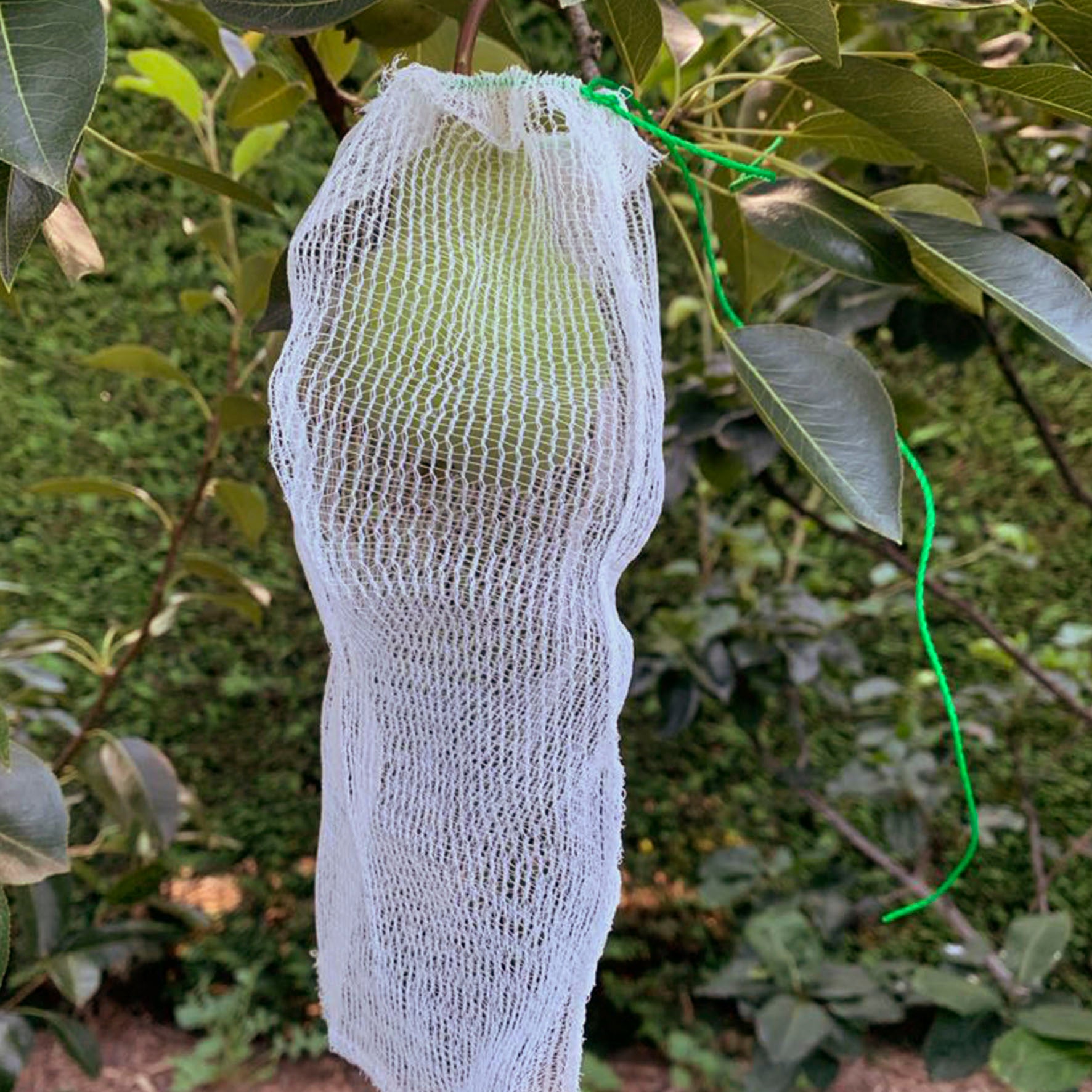 Fruit Protection Bags SMALL 15cm x 25cm – Vasili's Garden