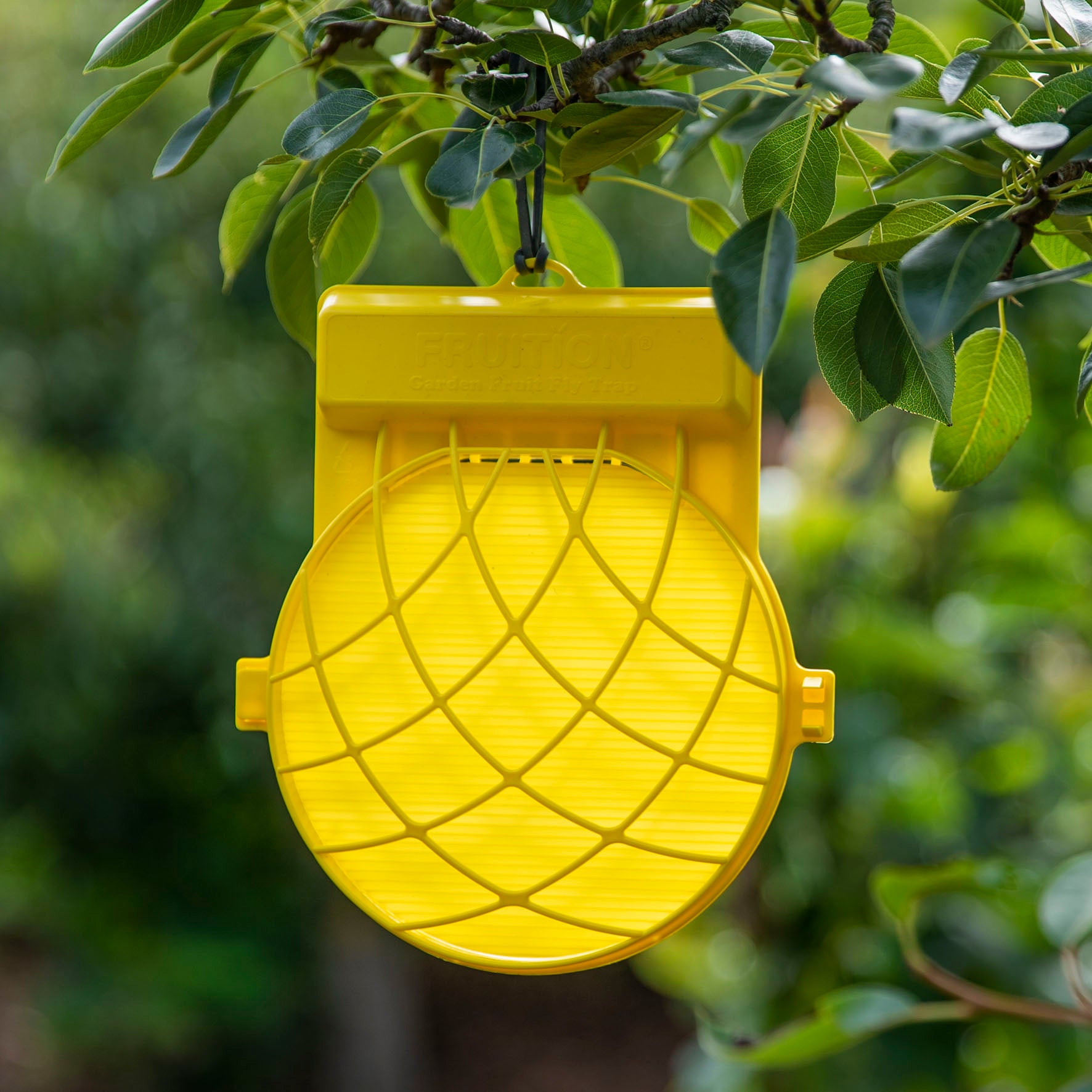 Citrus Gall Wasp Trap 'Fruition' – Vasili's Garden