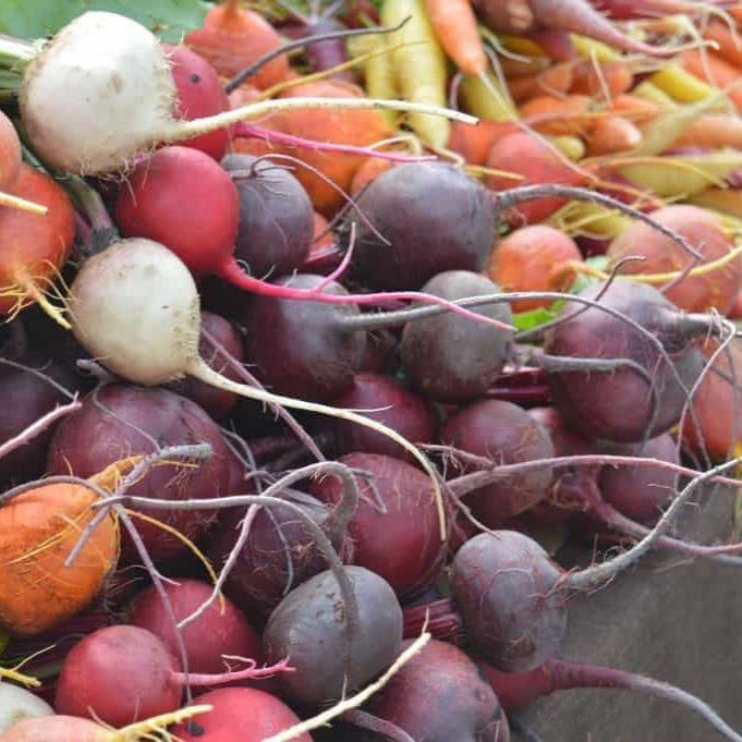 Beetroot Seedlings - Plant a Plug! – Vasili's Garden