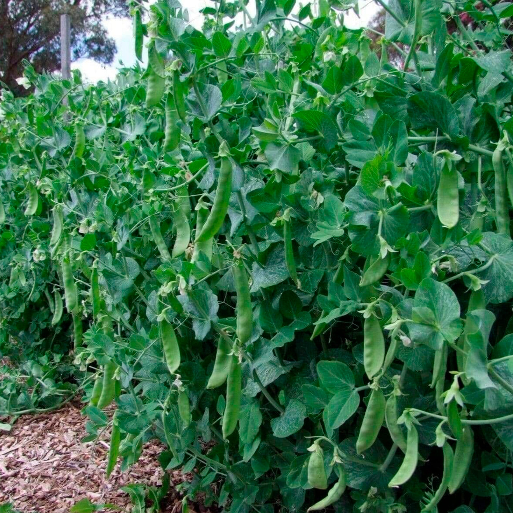 Snow Peas Oregon Giant Seeds – Vasili's Garden