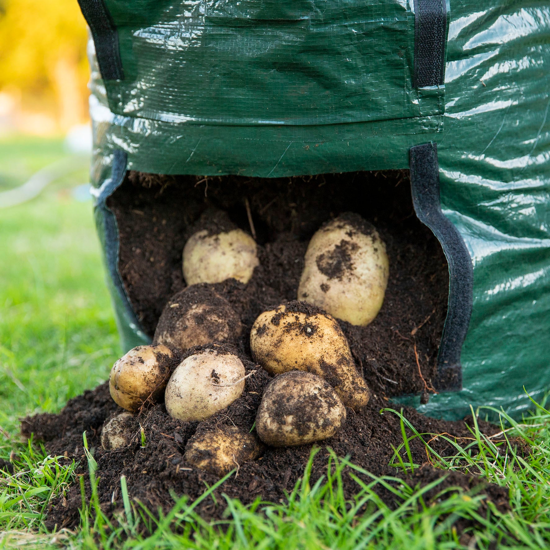 Spud Growing Bag – Vasili's Garden