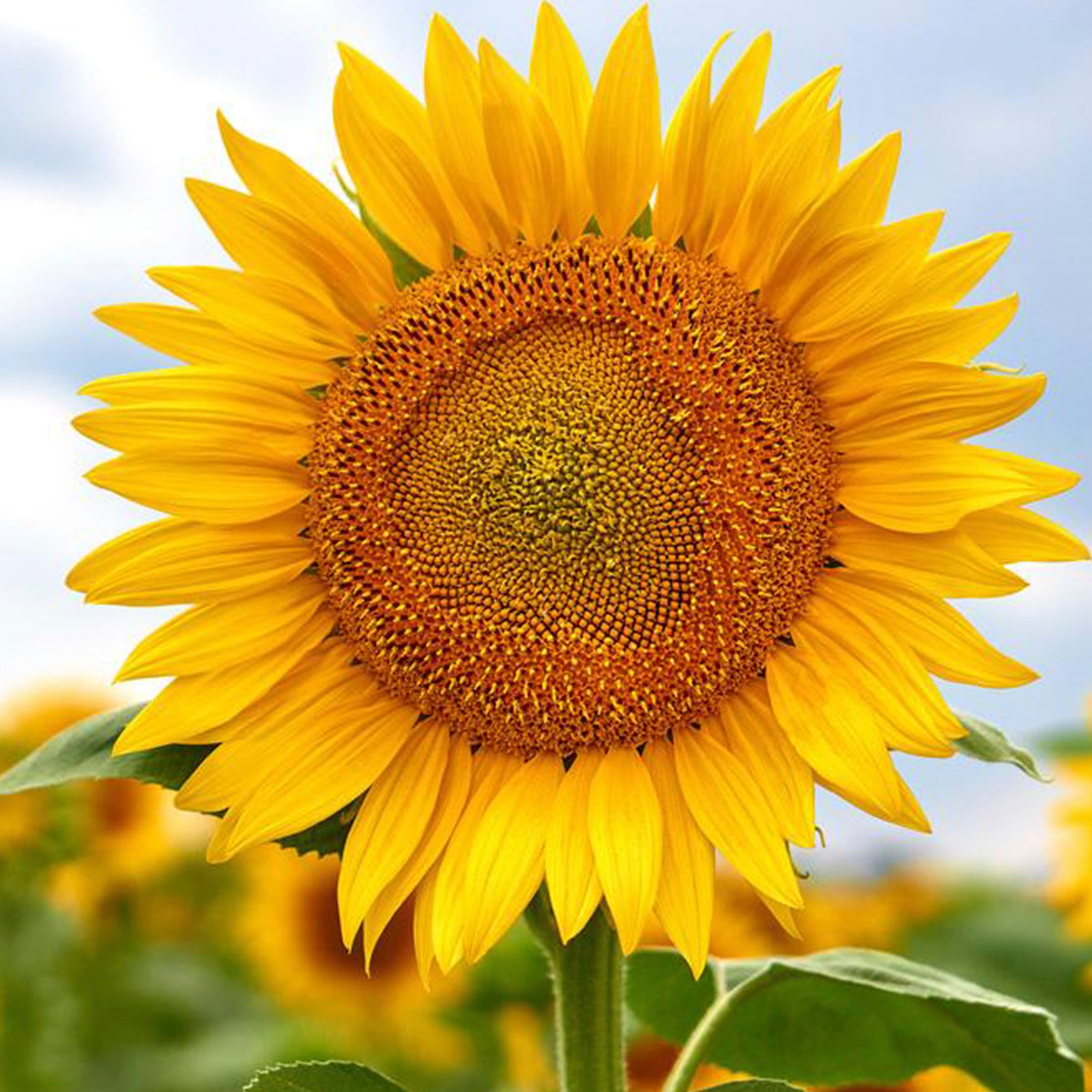 Sunflower Sunbird Flower Seeds – Vasili's Garden