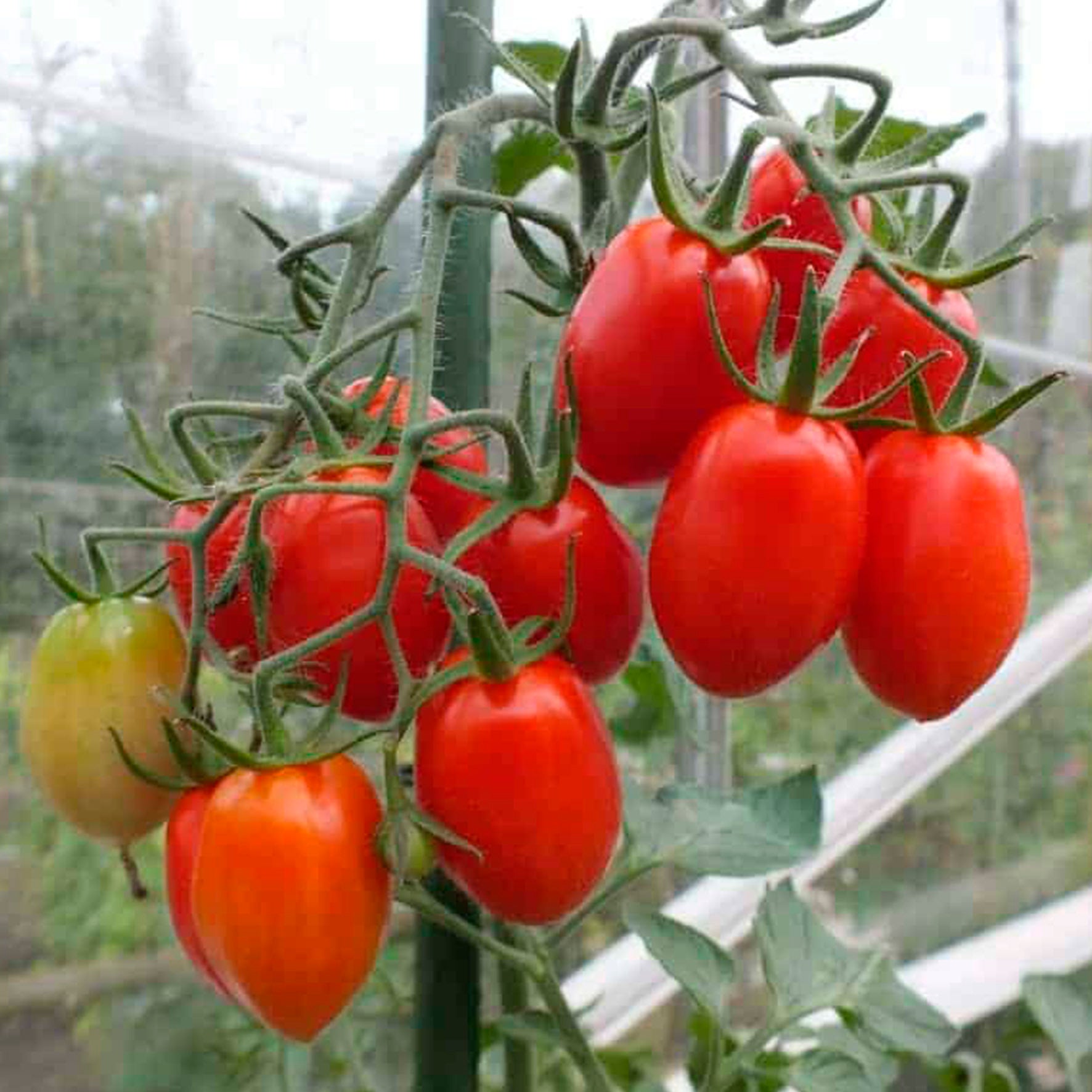 Tomato Mini San Marzano Seeds – Vasili's Garden