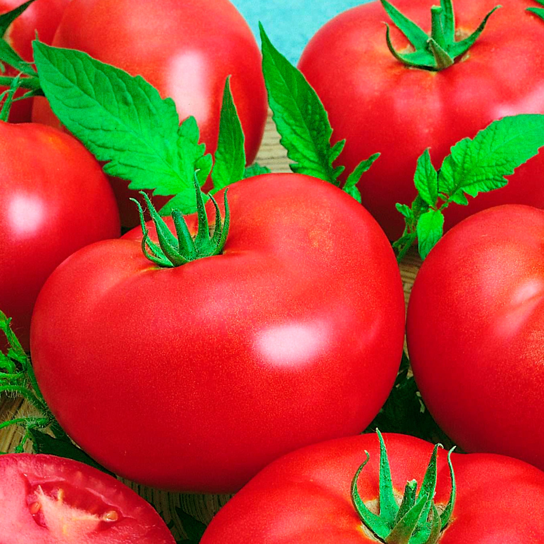 Tomato Grosse Lisse Seeds – Vasili's Garden