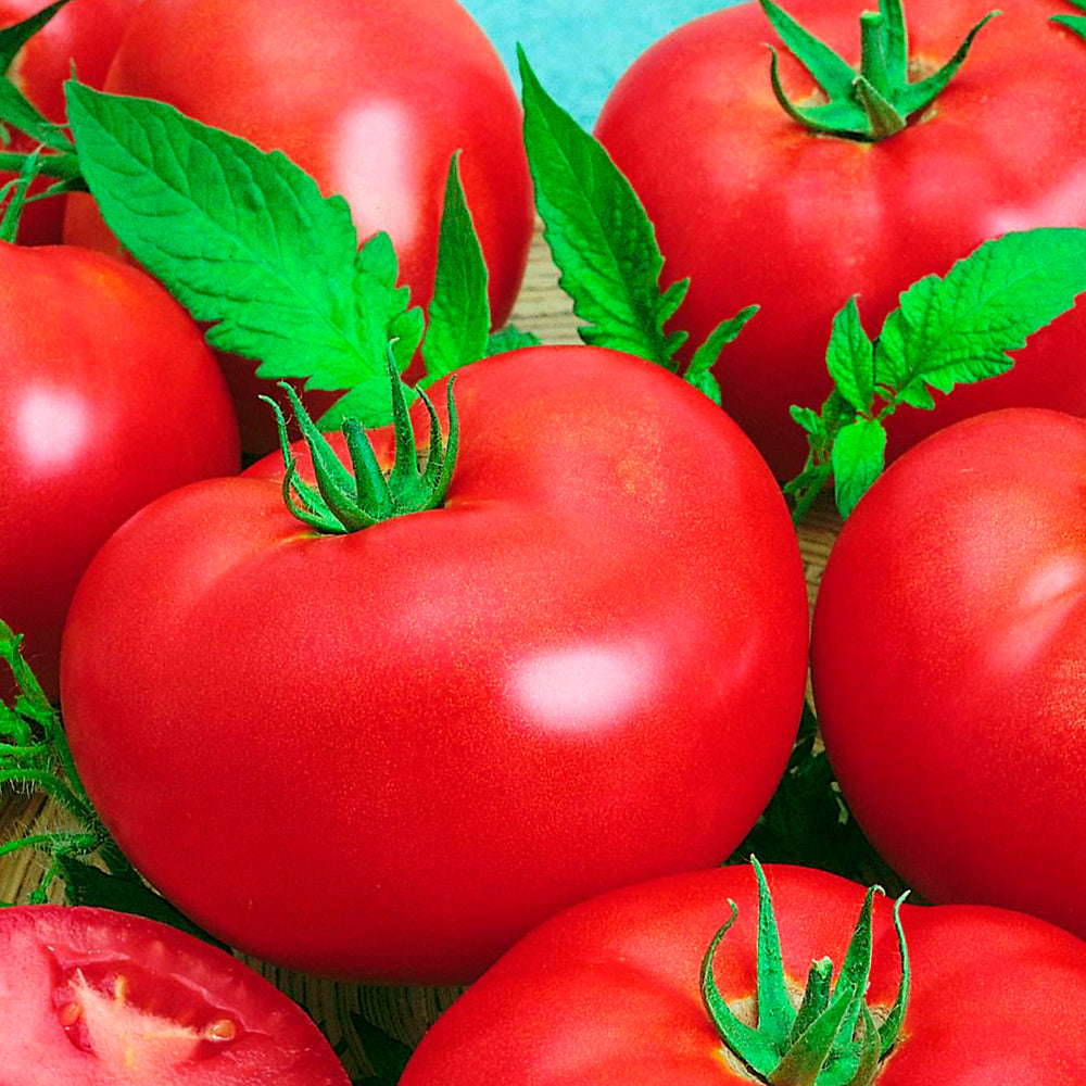 Tomato Grosse Lisse Seeds – Vasili's Garden