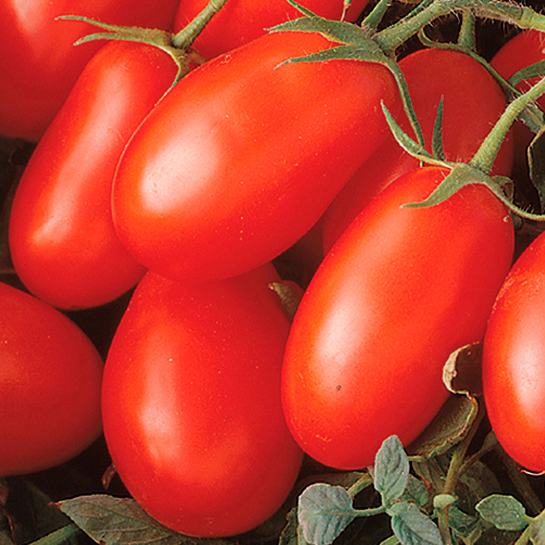 Tomato La Roma Seeds – Vasili's Garden
