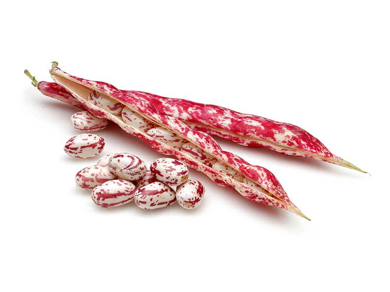 Bean Bush Borlotti Vegetable Seeds – Vasili's Garden